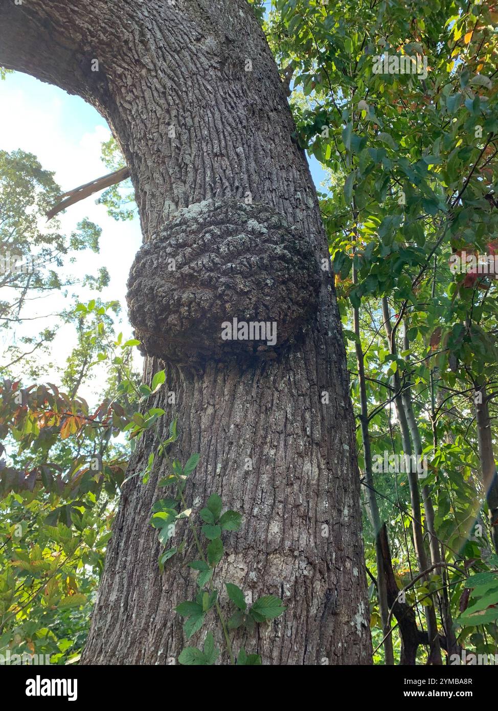 bacterial crown gall (Agrobacterium radiobacter Stock Photo - Alamy