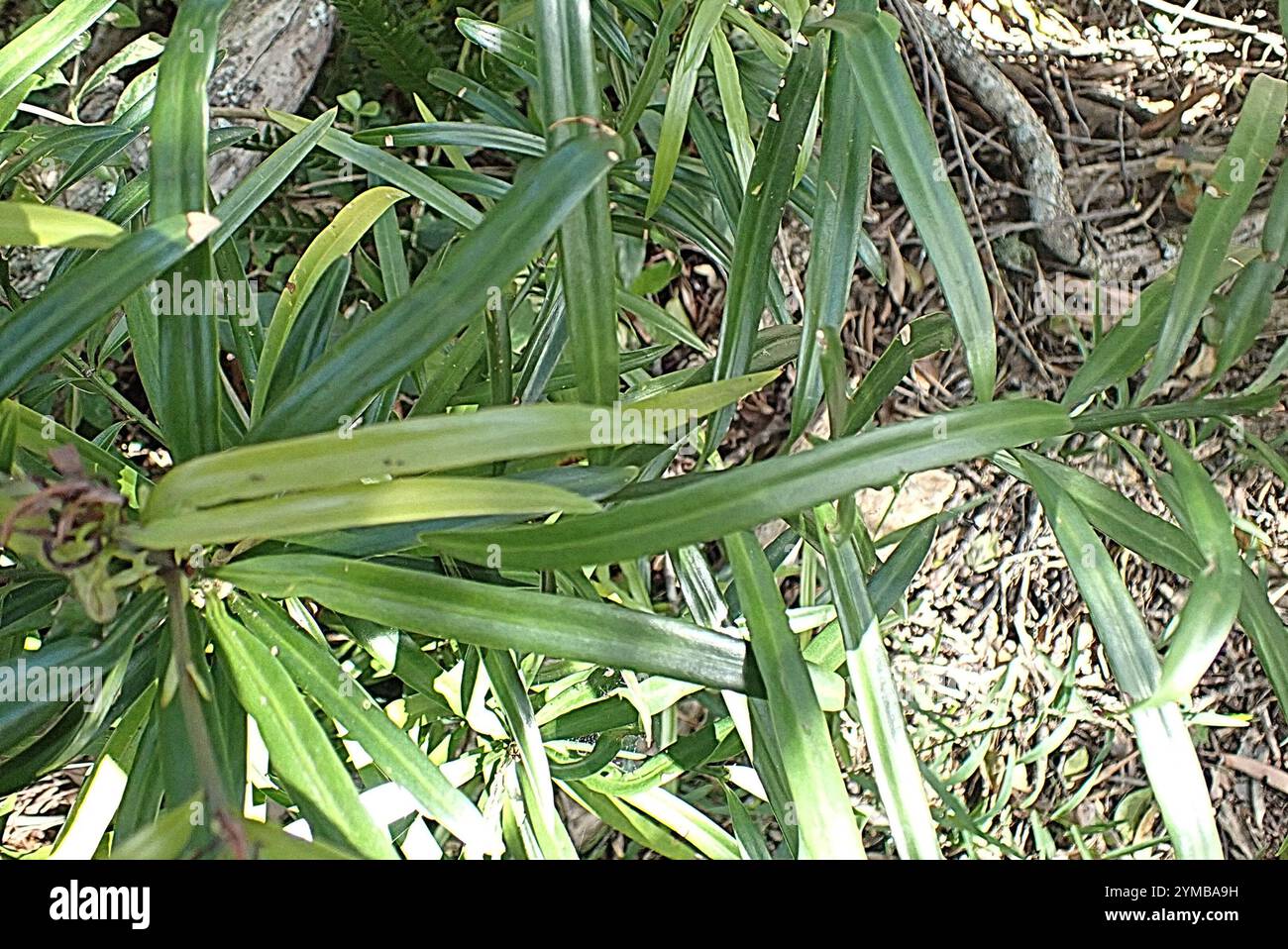 real yellowwood (Podocarpus latifolius Stock Photo - Alamy