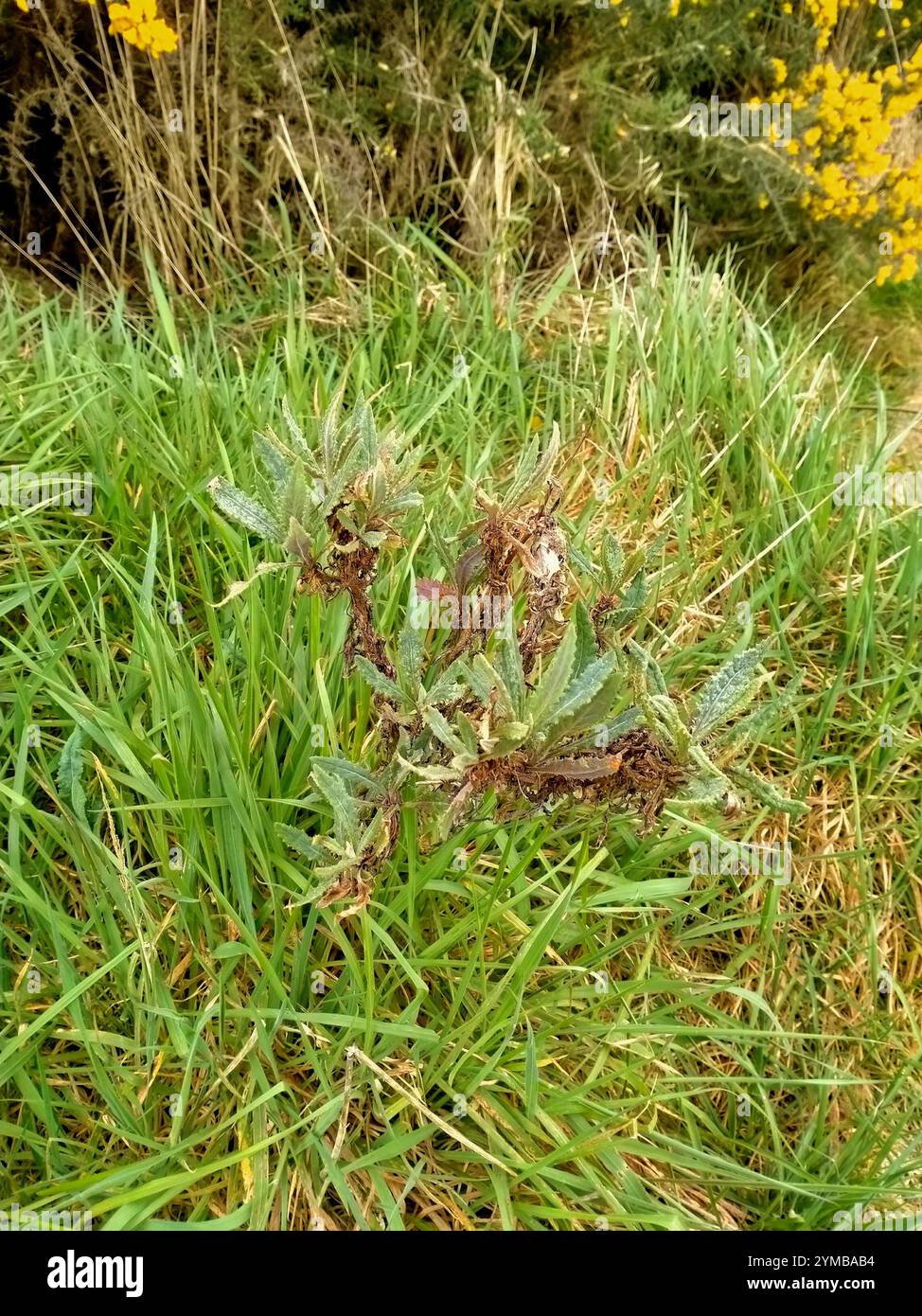 Senecio minimus hi-res stock photography and images - Alamy