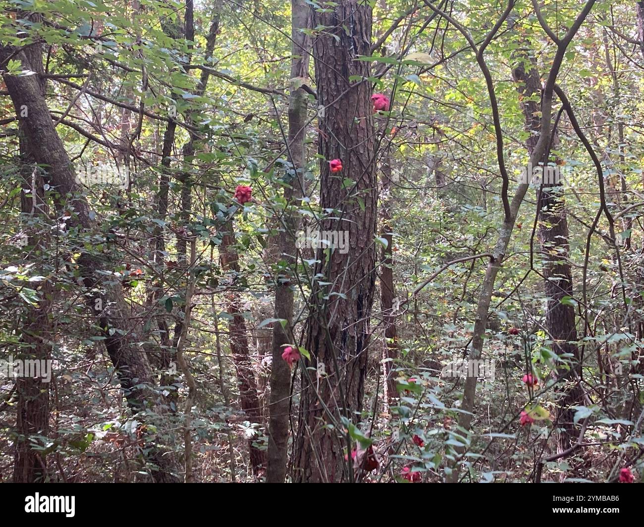 strawberry bush (Euonymus americanus Stock Photo - Alamy