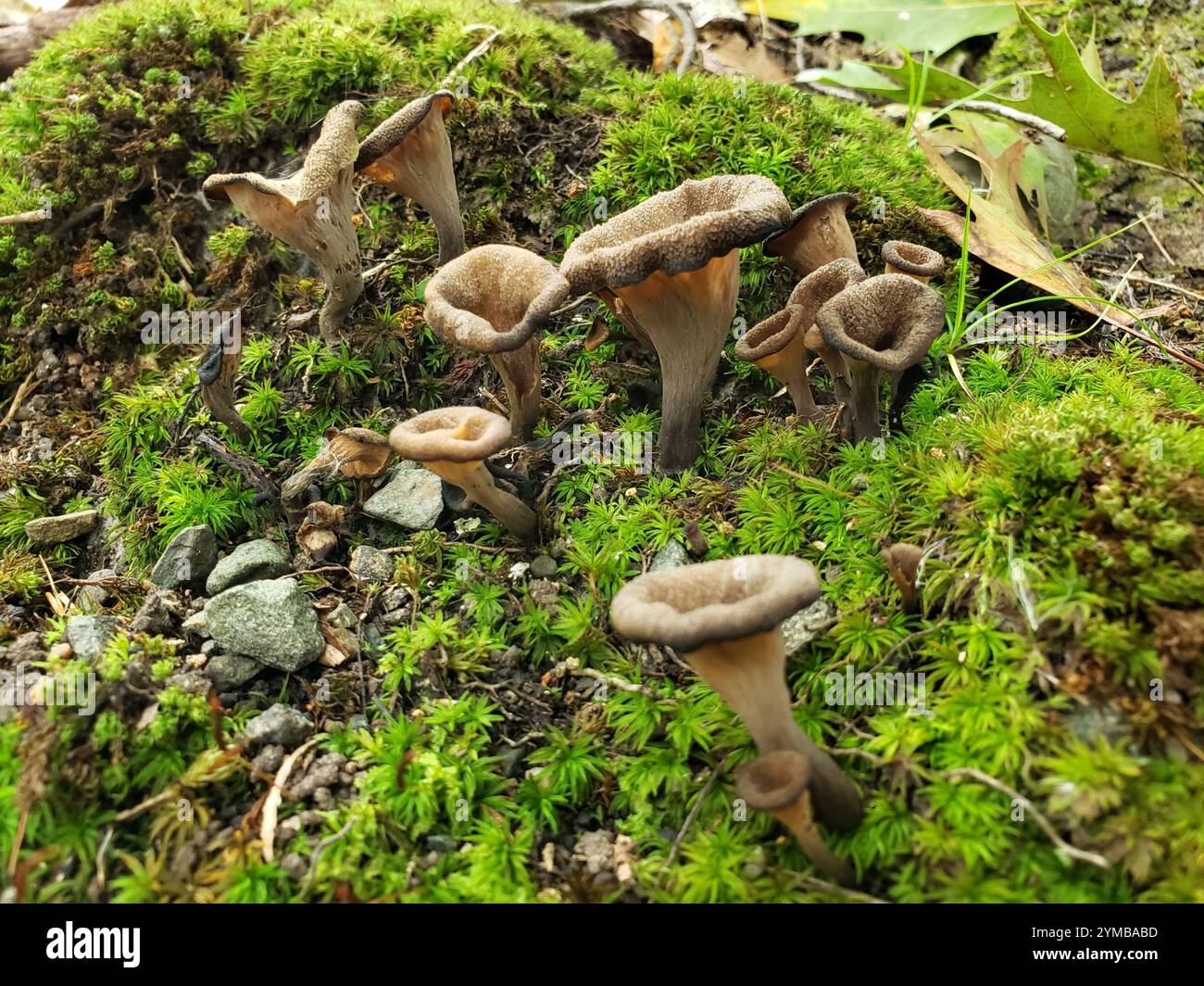 Eastern Black Trumpet (Craterellus fallax Stock Photo - Alamy