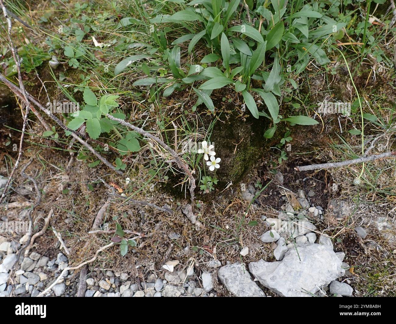 Small-flower Anemone (Anemone parviflora Stock Photo - Alamy