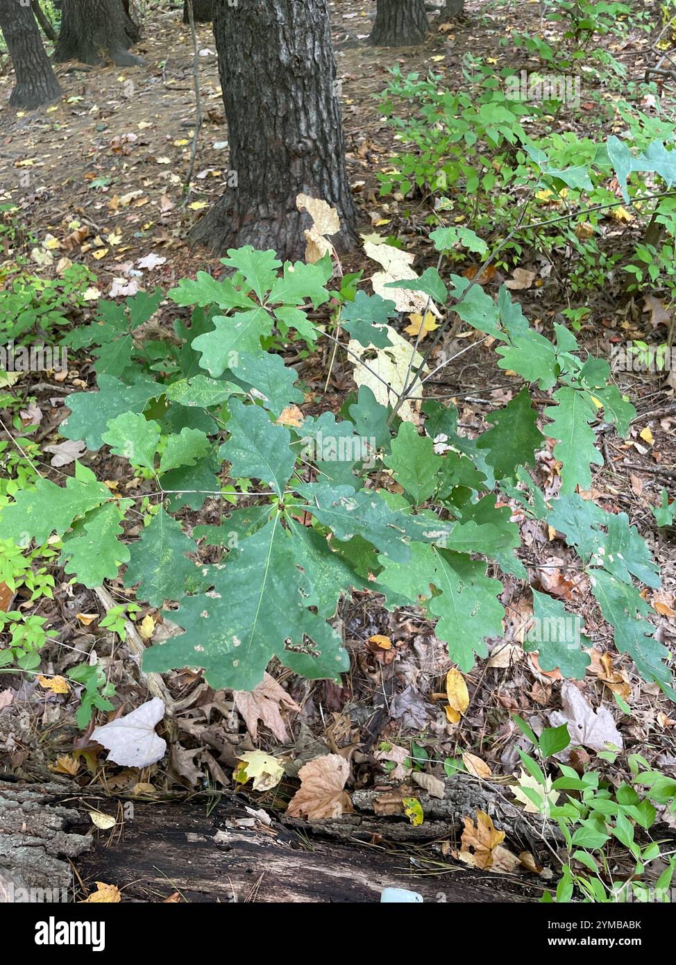 white oak (Quercus alba Stock Photo - Alamy