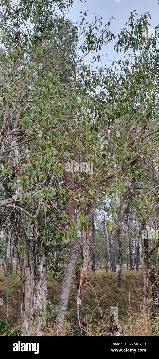 Lolly Bush (Clerodendrum floribundum Stock Photo - Alamy