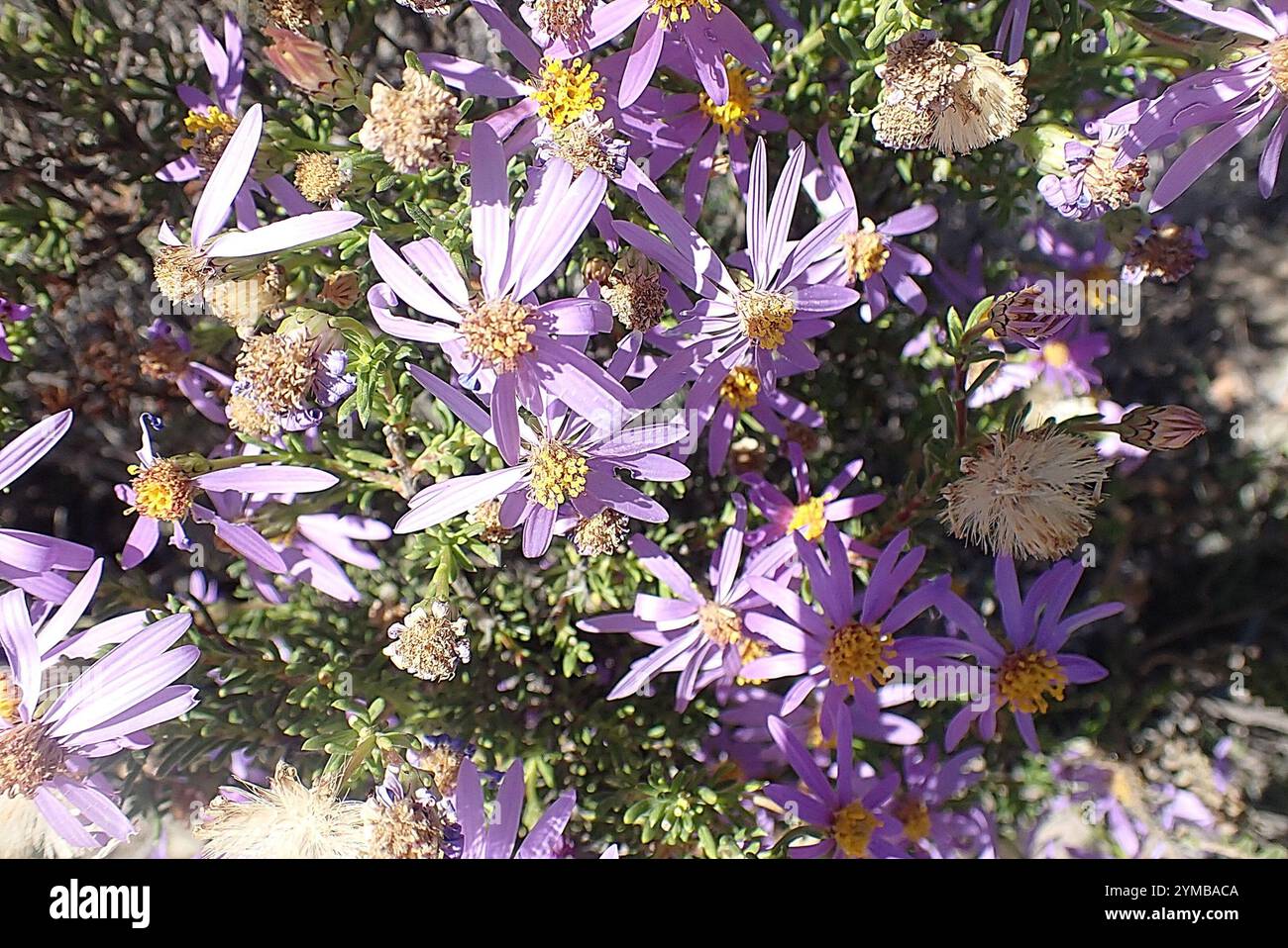 Fine Felicia (Felicia filifolia Stock Photo - Alamy