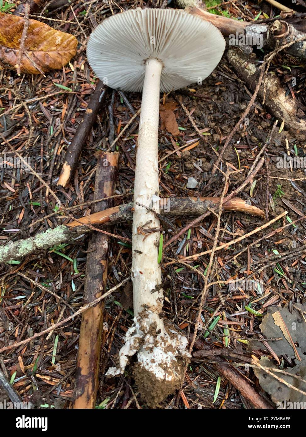 Western Grisette (Amanita pachycolea Stock Photo - Alamy