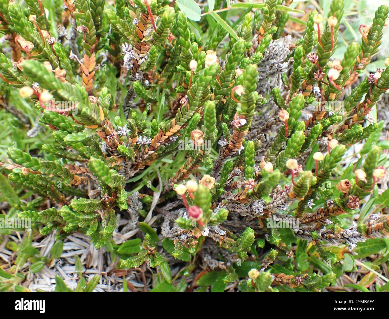 Arctic bell-heather (Cassiope tetragona Stock Photo - Alamy
