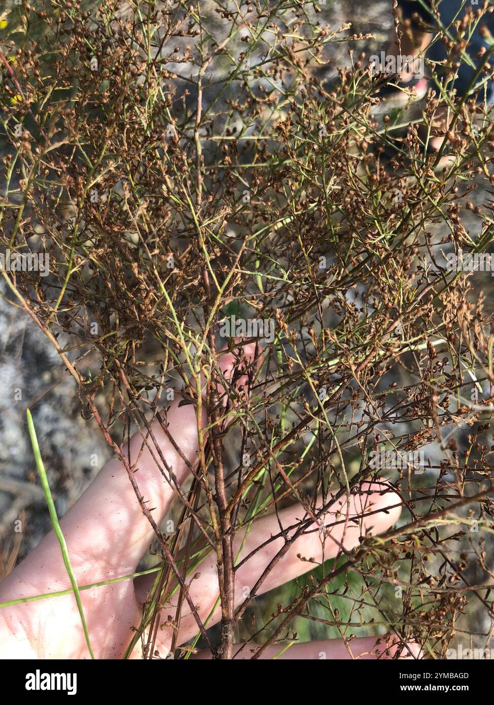 (Lechea pulchella ramosissima Stock Photo - Alamy