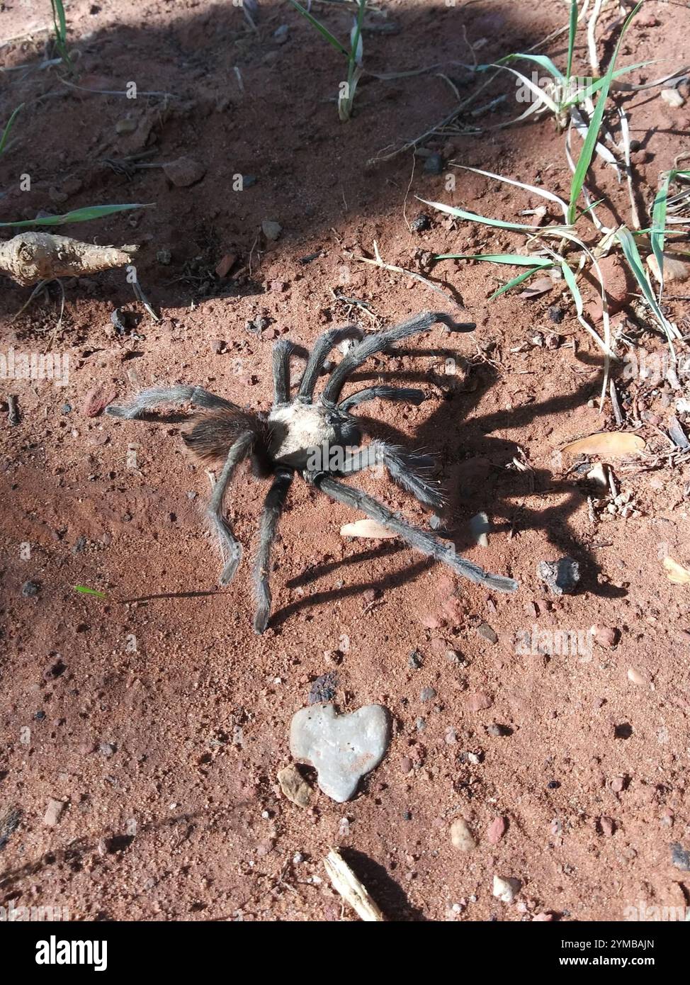 Desert Tarantula (Aphonopelma iodius Stock Photo - Alamy