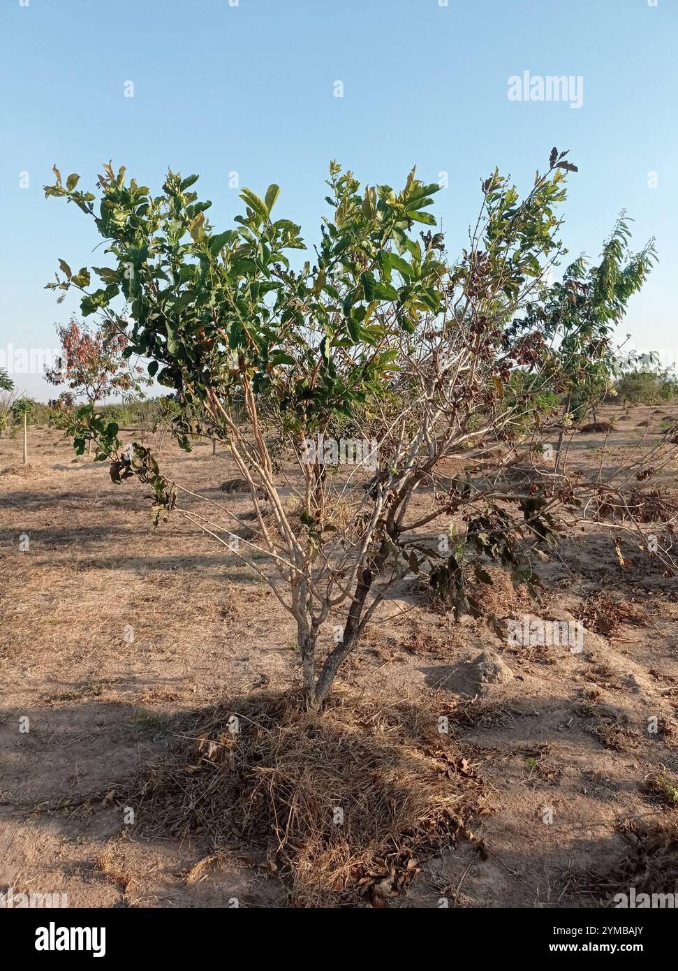 Family combretaceae hi-res stock photography and images - Alamy