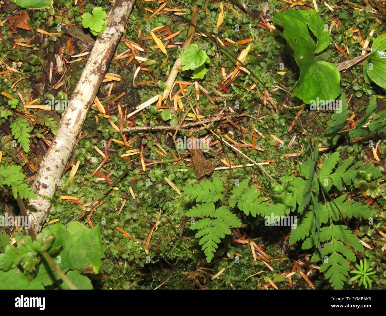 Western Toad (Anaxyrus boreas Stock Photo - Alamy