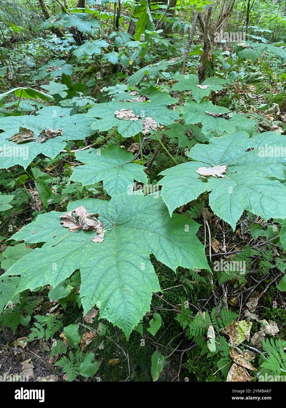 Devil's Club (Oplopanax horridus Stock Photo - Alamy