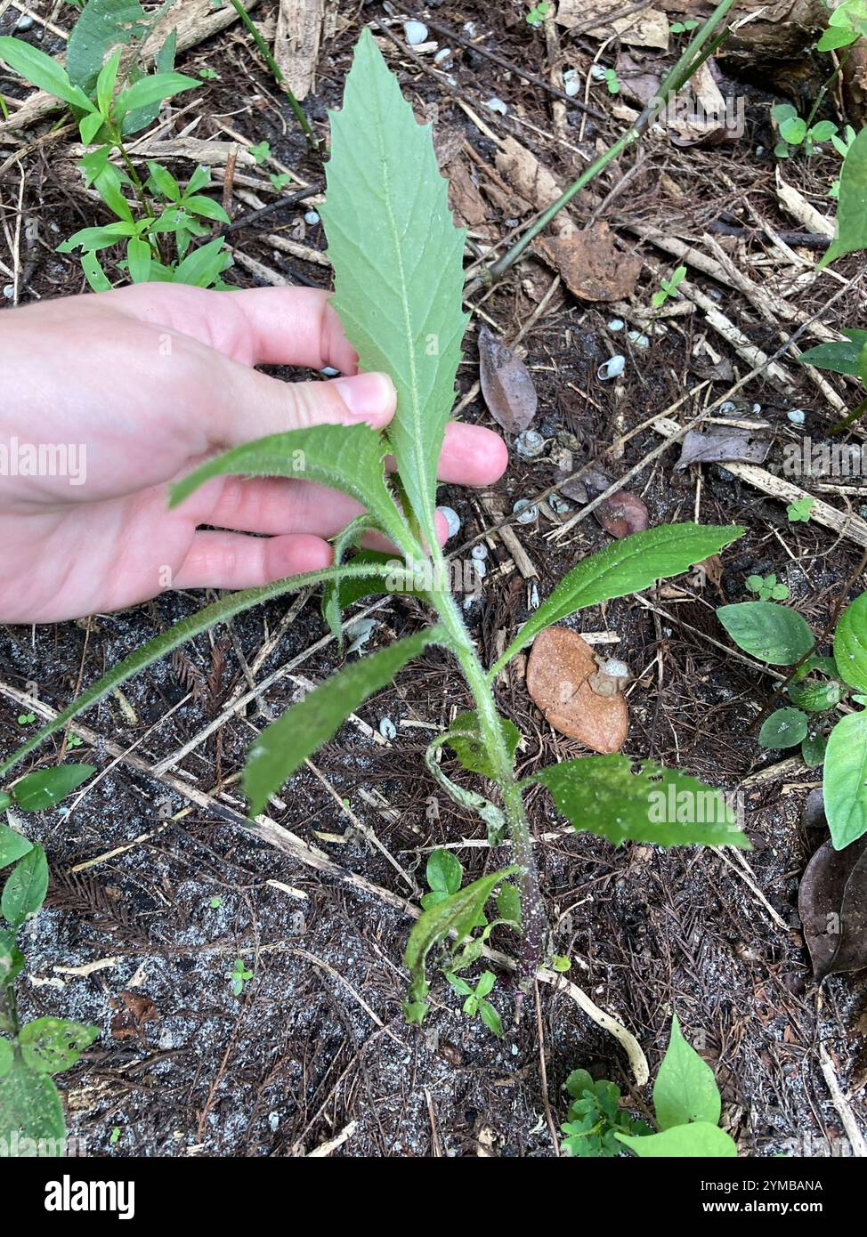 American burnweed (Erechtites hieraciifolius Stock Photo - Alamy