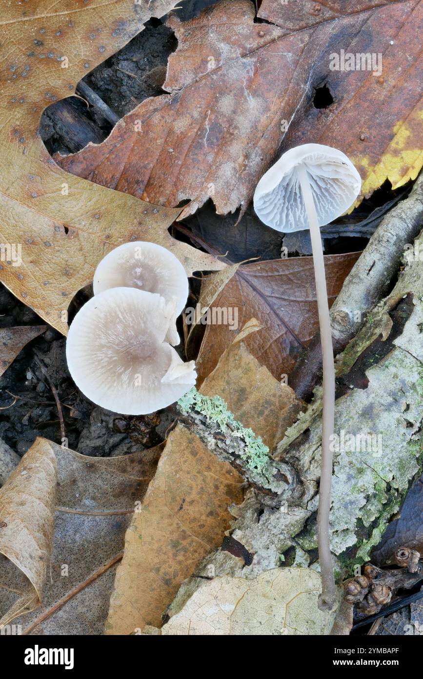 Iodine Bonnet (Mycena filopes Stock Photo - Alamy