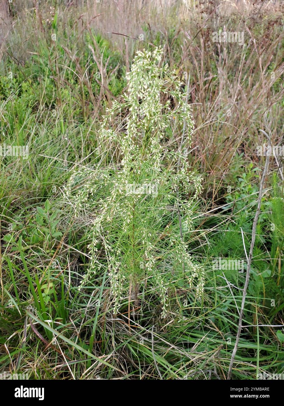 Coastal Dog Fennel (Eupatorium compositifolium Stock Photo - Alamy