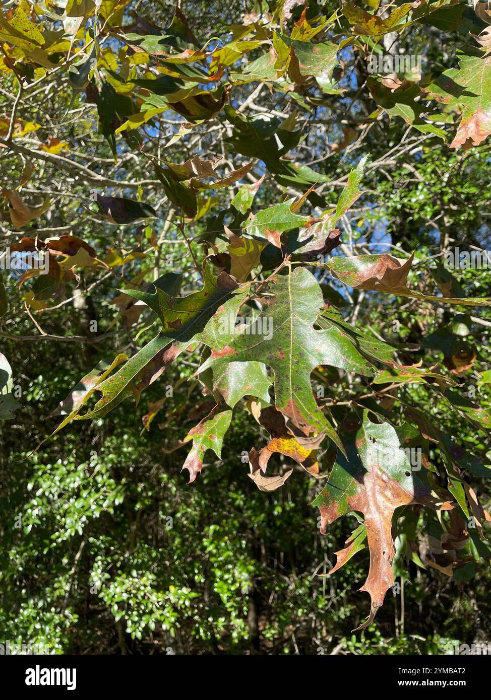 southern red oak (Quercus falcata Stock Photo - Alamy