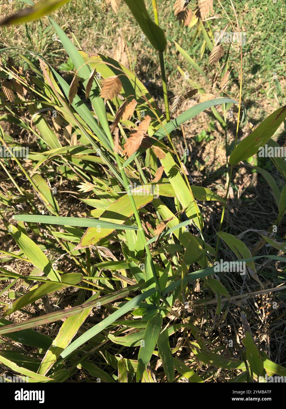 inland wood oats (Chasmanthium latifolium Stock Photo - Alamy
