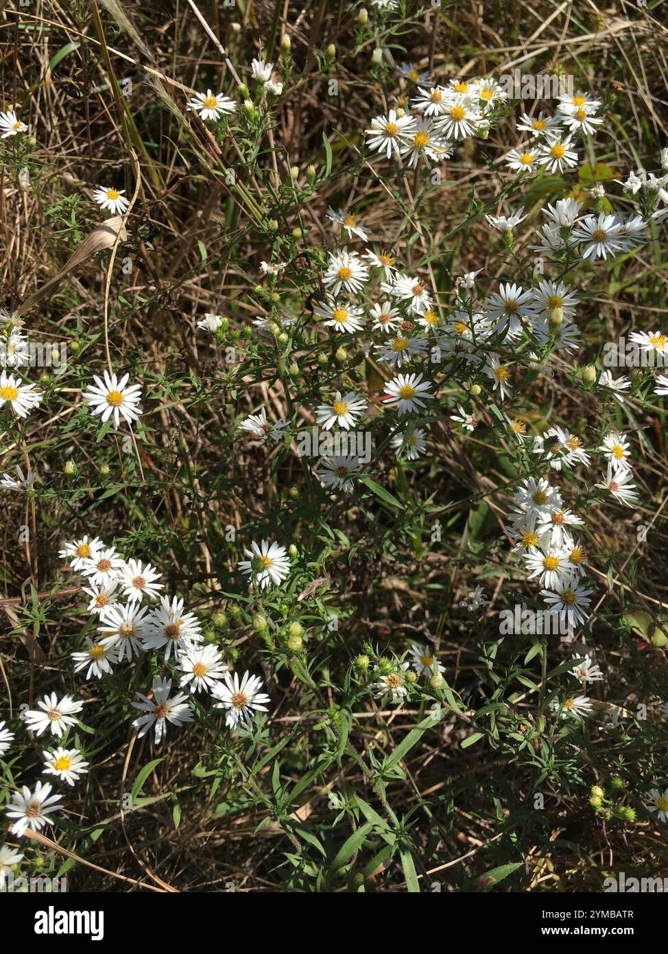 hairy white oldfield aster (Symphyotrichum pilosum Stock Photo - Alamy