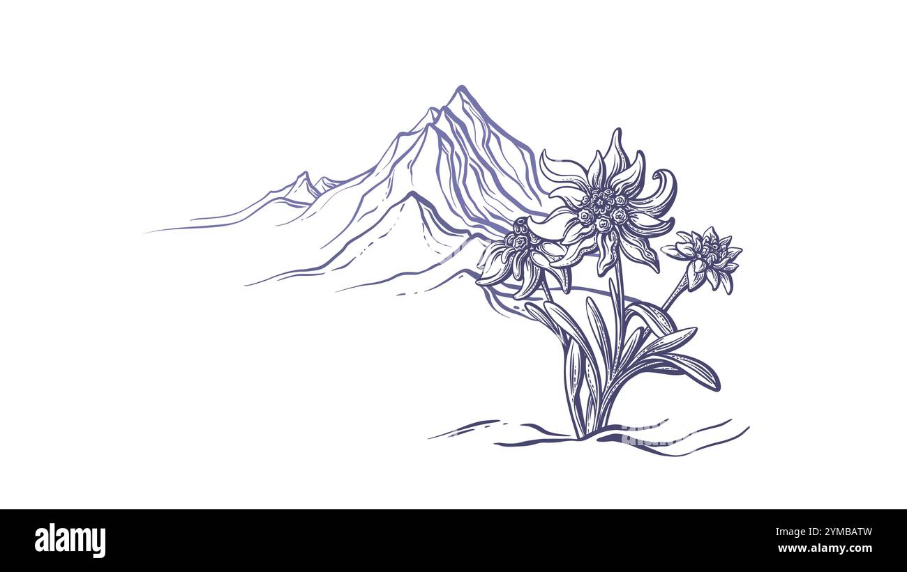 Edelweiss emblem Stock Vector Images - Alamy