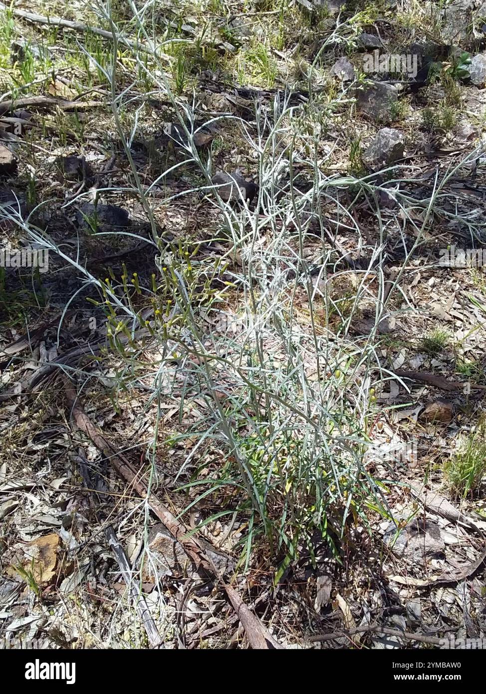 cotton burnweed (Senecio quadridentatus Stock Photo - Alamy