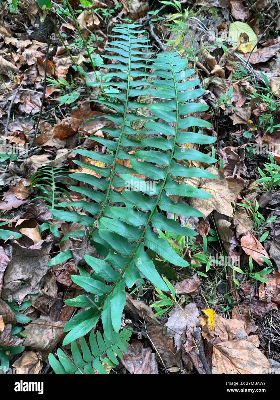 Christmas fern (Polystichum acrostichoides Stock Photo - Alamy