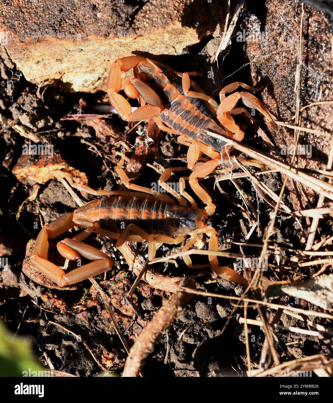 Striped Bark Scorpion (Centruroides vittatus Stock Photo - Alamy