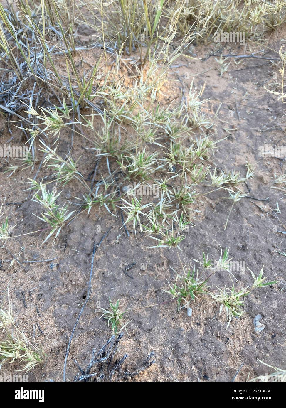 Munroa hi-res stock photography and images - Alamy