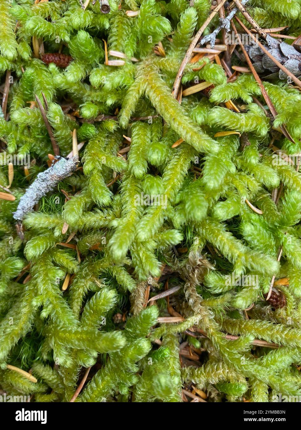 Pipecleaner Moss (Rhytidiopsis robusta Stock Photo - Alamy