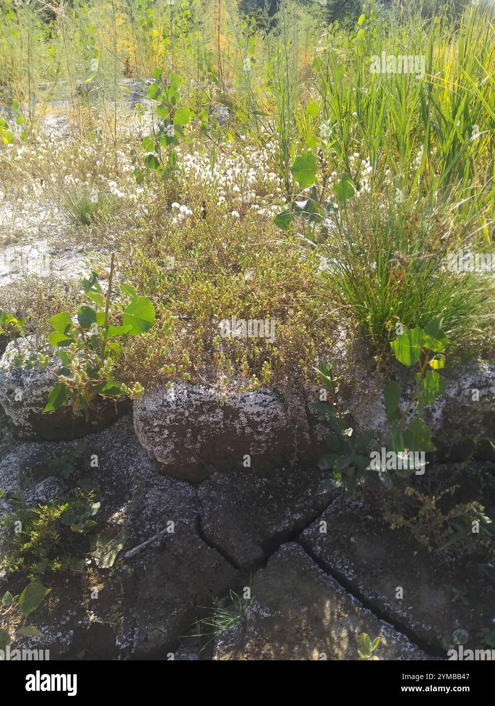 rayless annual aster (Symphyotrichum ciliatum Stock Photo - Alamy