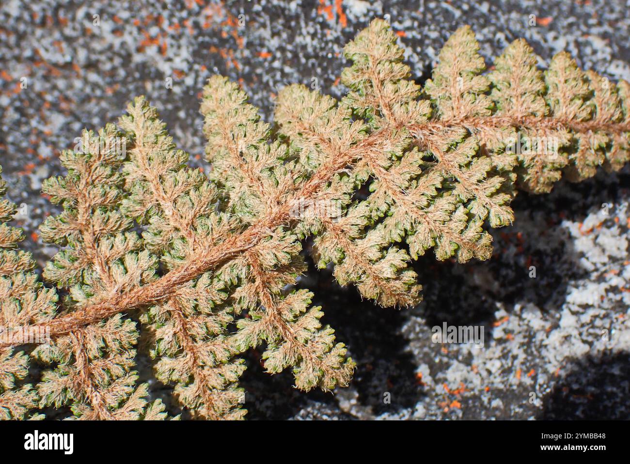 Scented Fern (Anemia caffrorum Stock Photo - Alamy