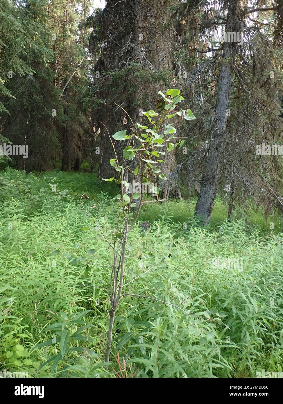 trembling aspen (Populus tremuloides Stock Photo - Alamy