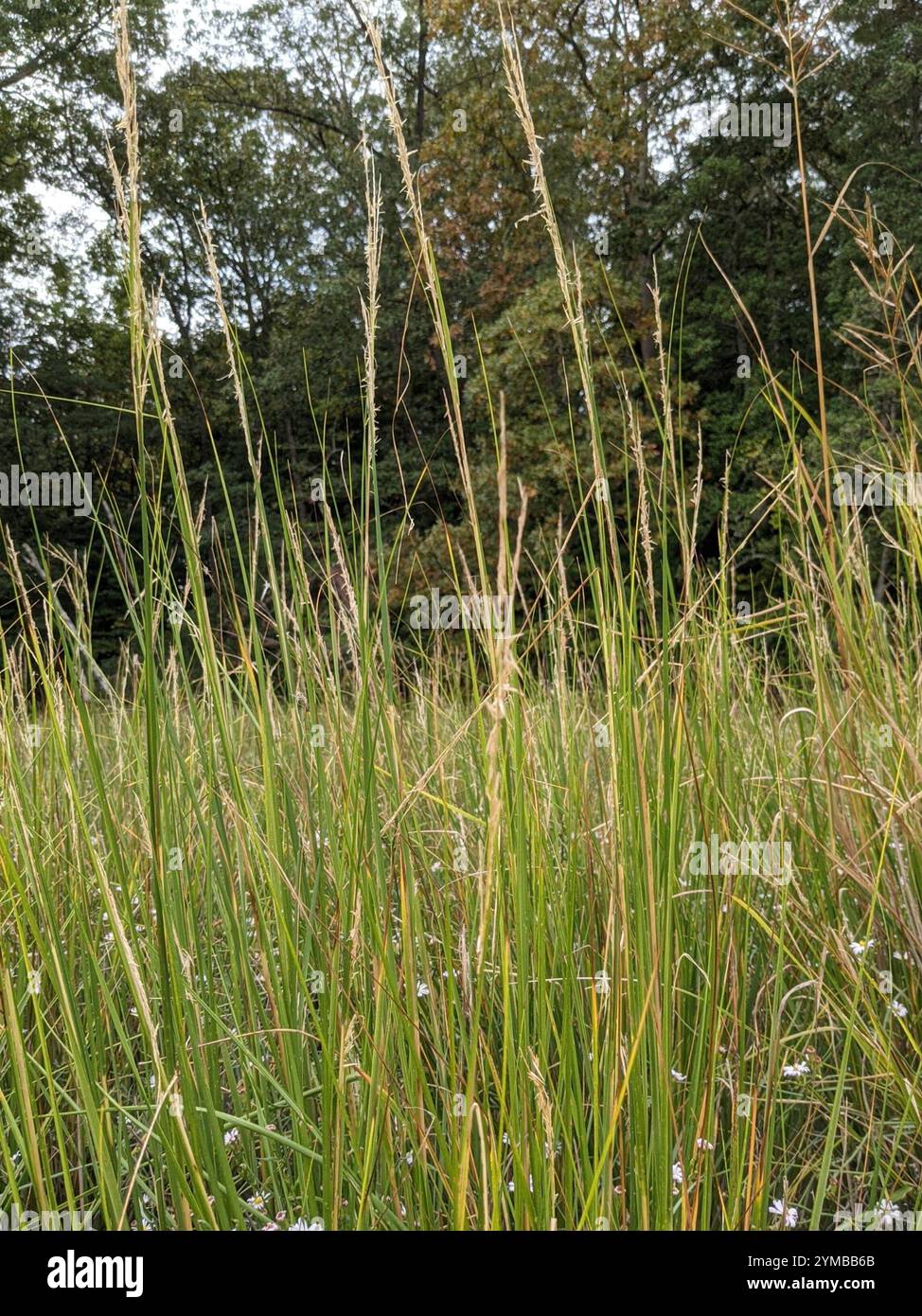 Saltmarsh Cordgrass (Sporobolus alterniflorus Stock Photo - Alamy