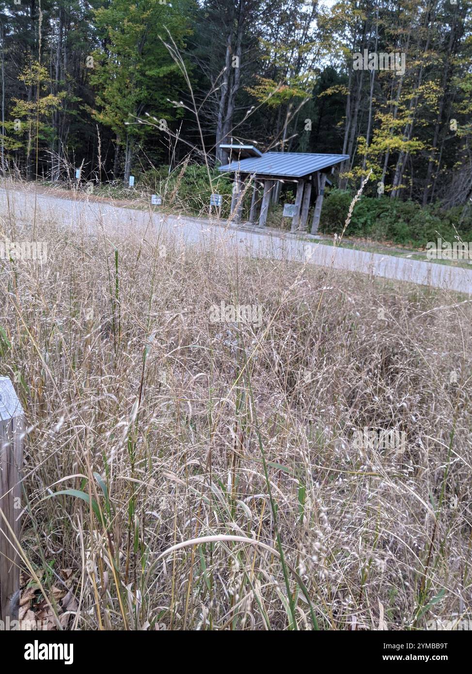 bristlegrasses, rosette grasses, barnyard grasses, and allies (Paniceae ...