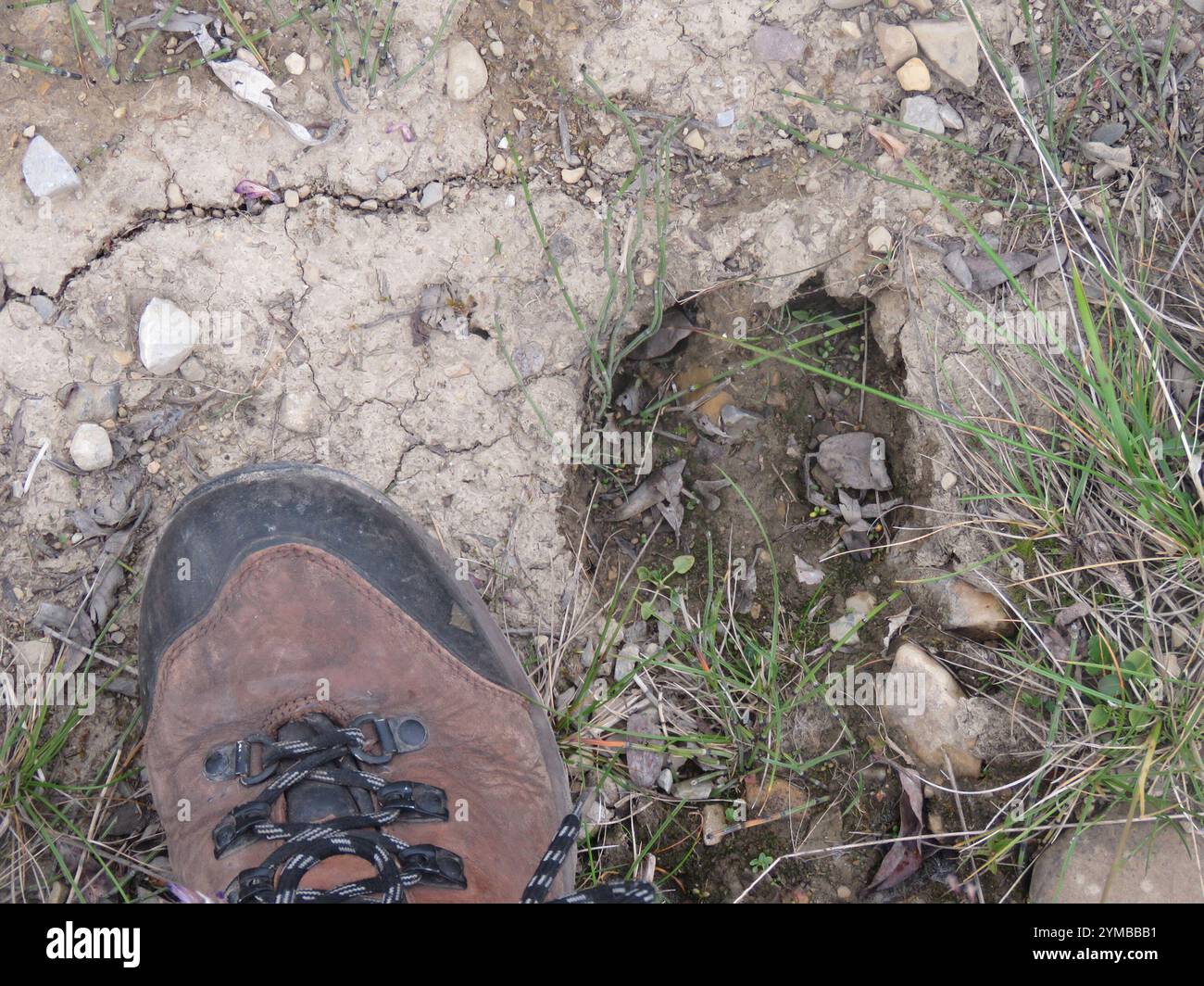 New World Deer (Capreolinae Stock Photo - Alamy