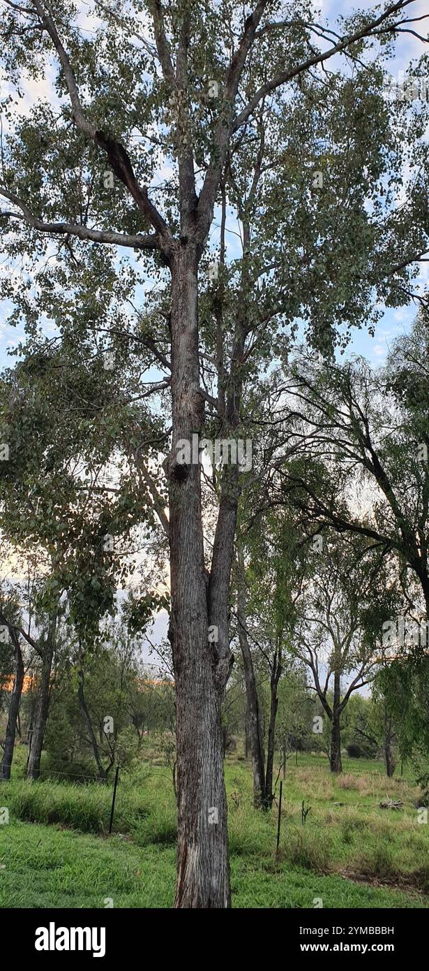 Poplar Box (Eucalyptus populnea Stock Photo - Alamy