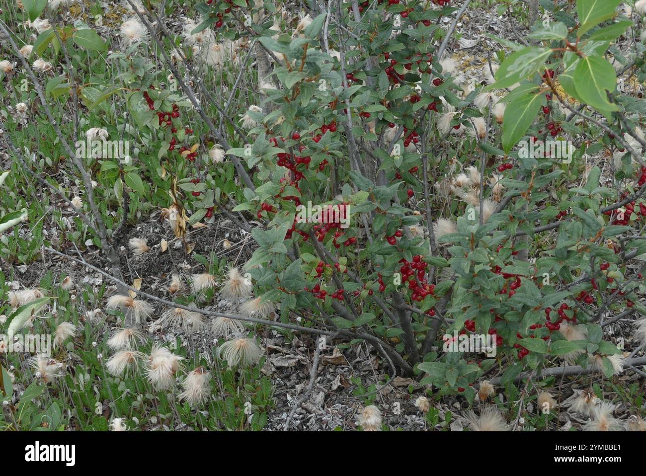Canadian buffalo-berry (Shepherdia canadensis Stock Photo - Alamy