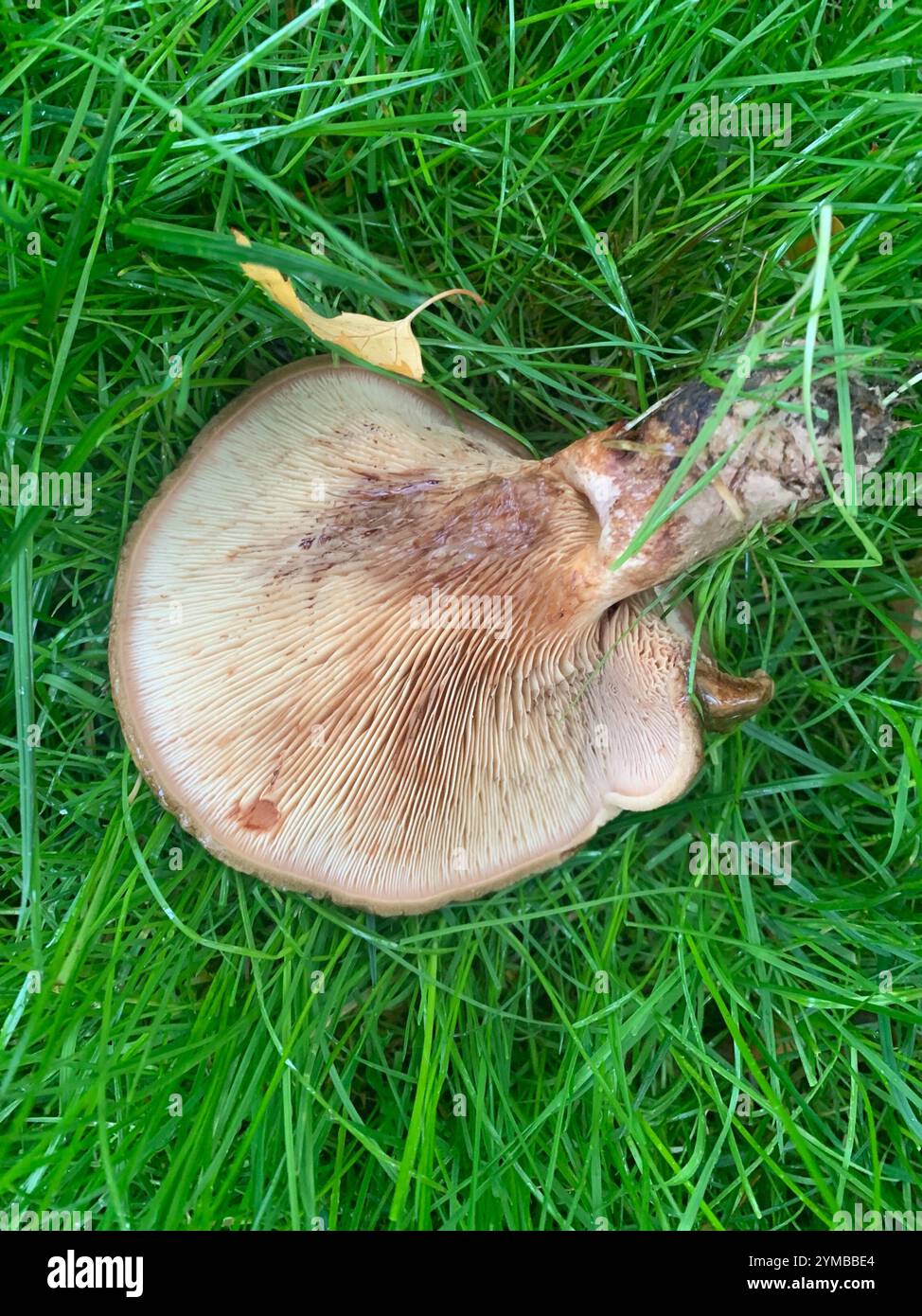 Brown Roll-Rim (Paxillus involutus Stock Photo - Alamy