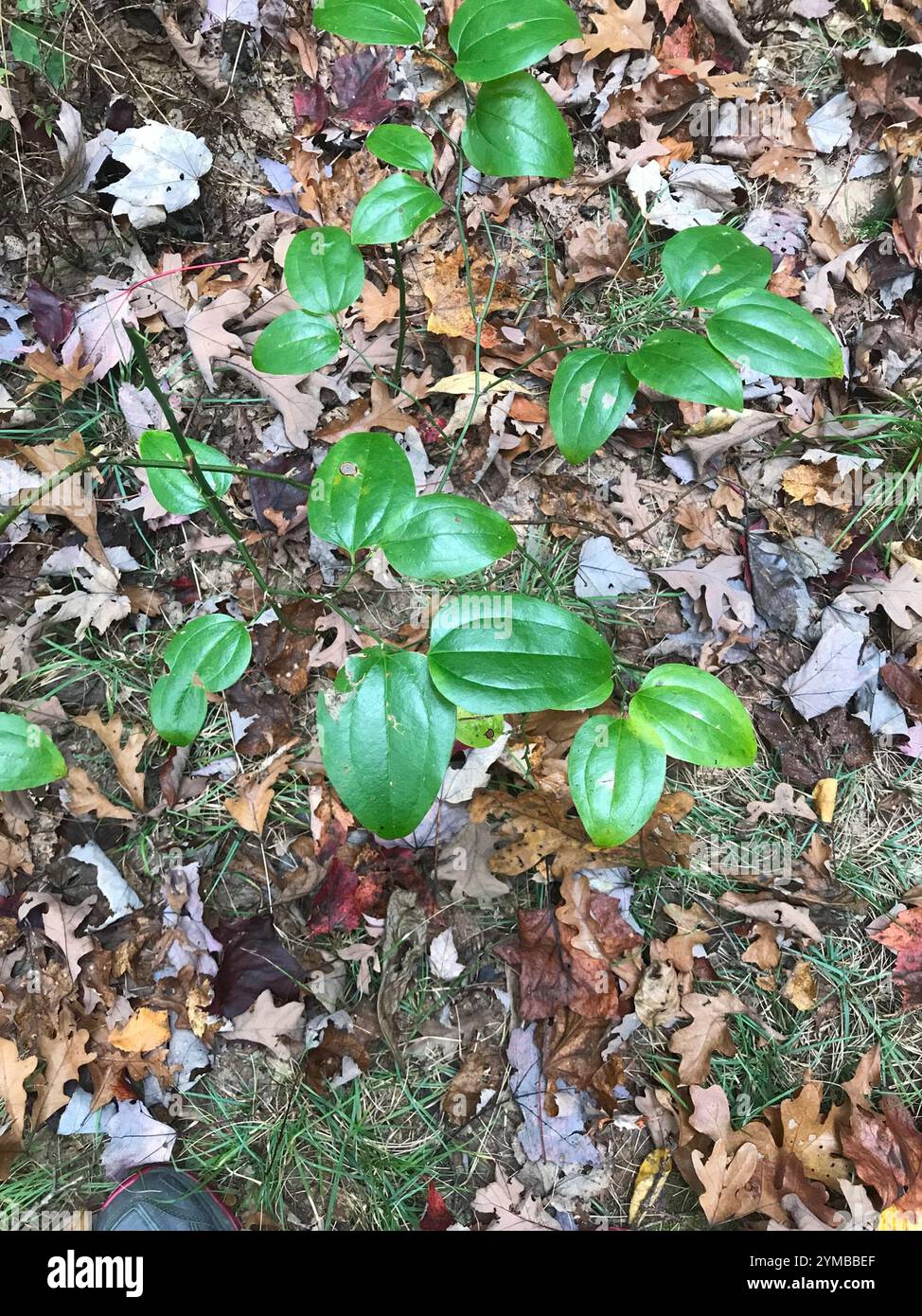 roundleaf greenbrier (Smilax rotundifolia Stock Photo - Alamy