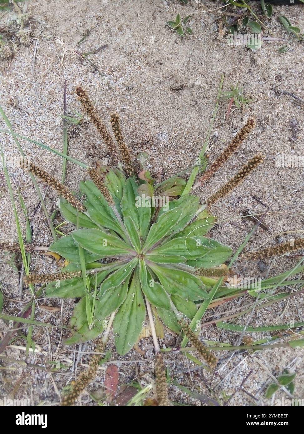 Dwarf Plantain (Plantago tomentosa Stock Photo - Alamy