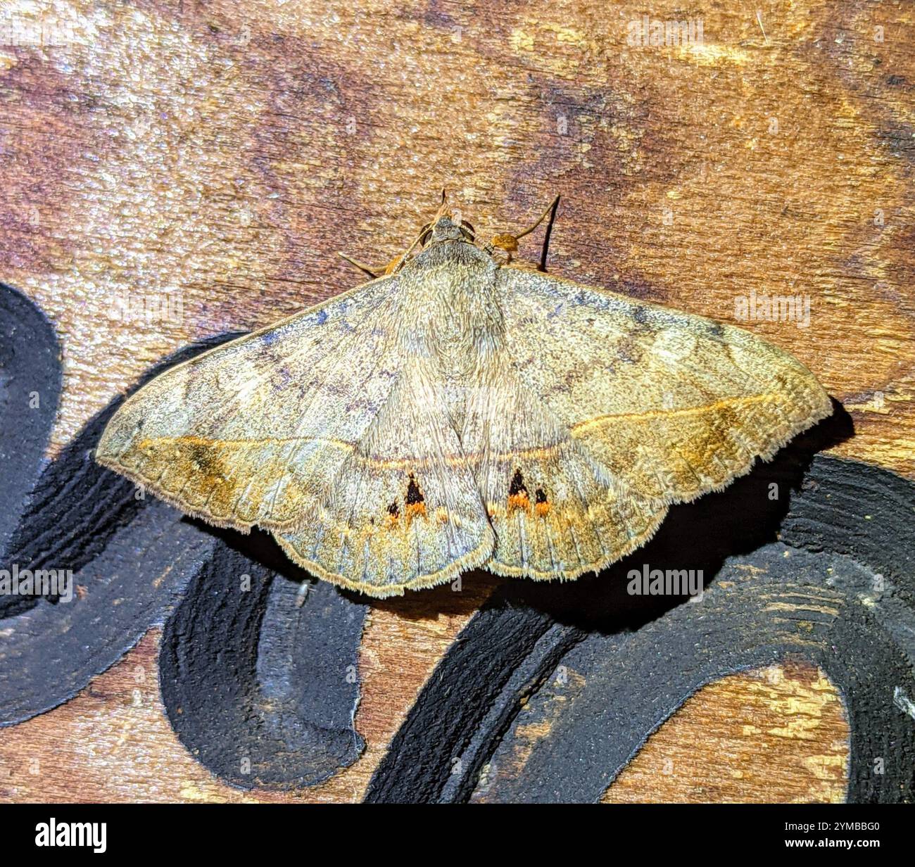 Velvetbean Caterpillar Moth (Anticarsia gemmatalis Stock Photo - Alamy