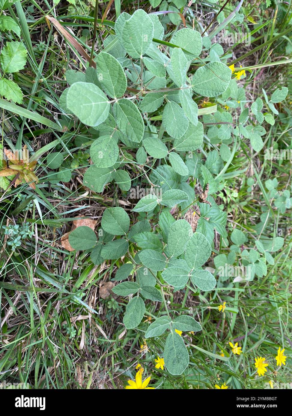 Twining Snoutbean (Rhynchosia tomentosa Stock Photo - Alamy