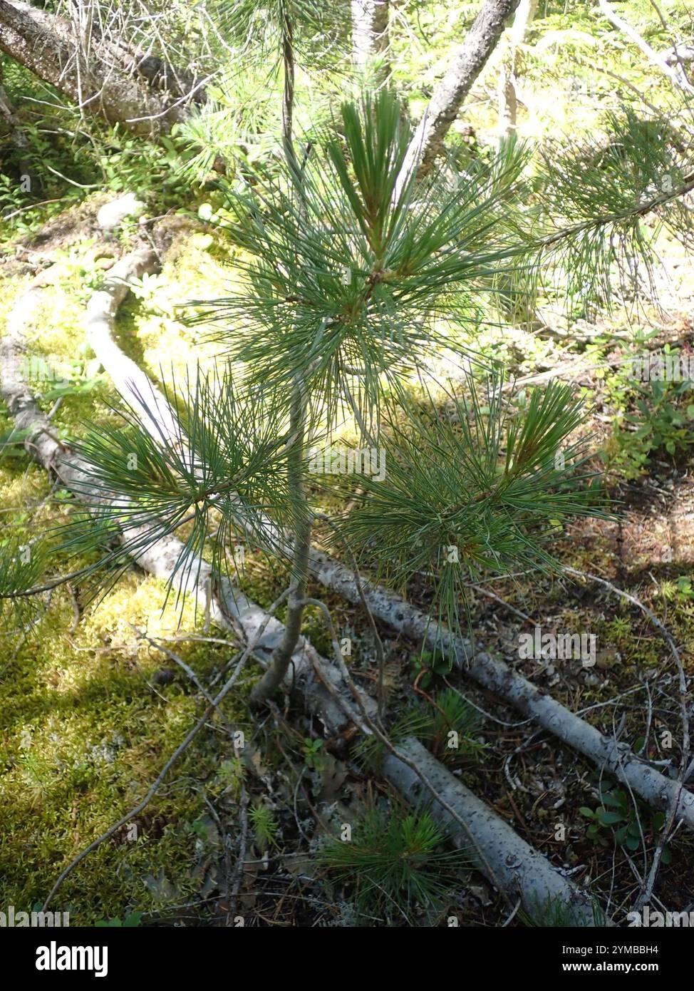 western white pine (Pinus monticola Stock Photo - Alamy