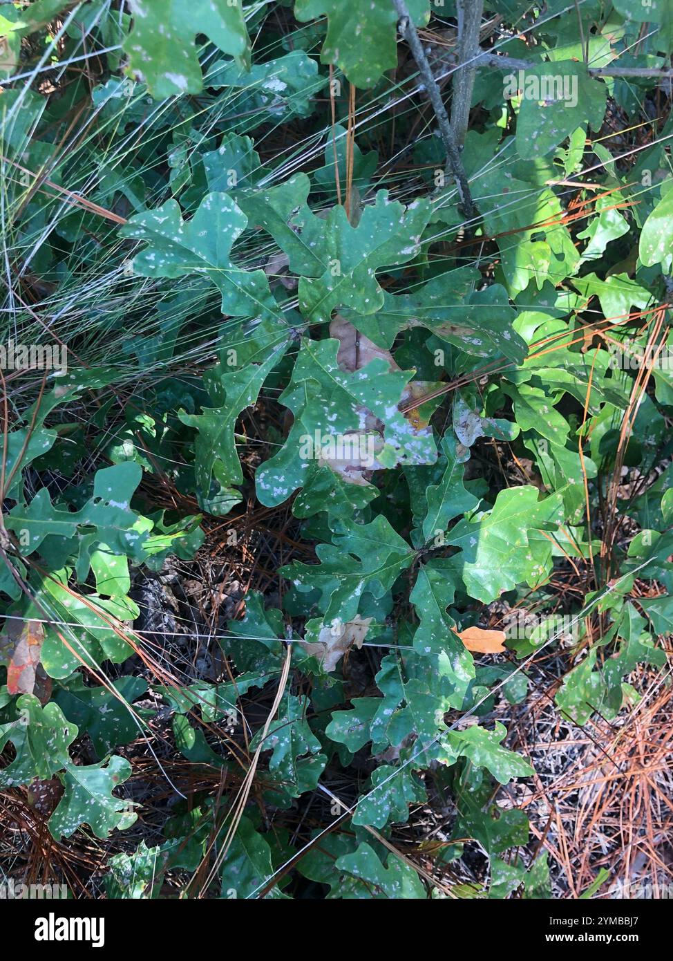 sand post oak (Quercus margaretiae Stock Photo - Alamy