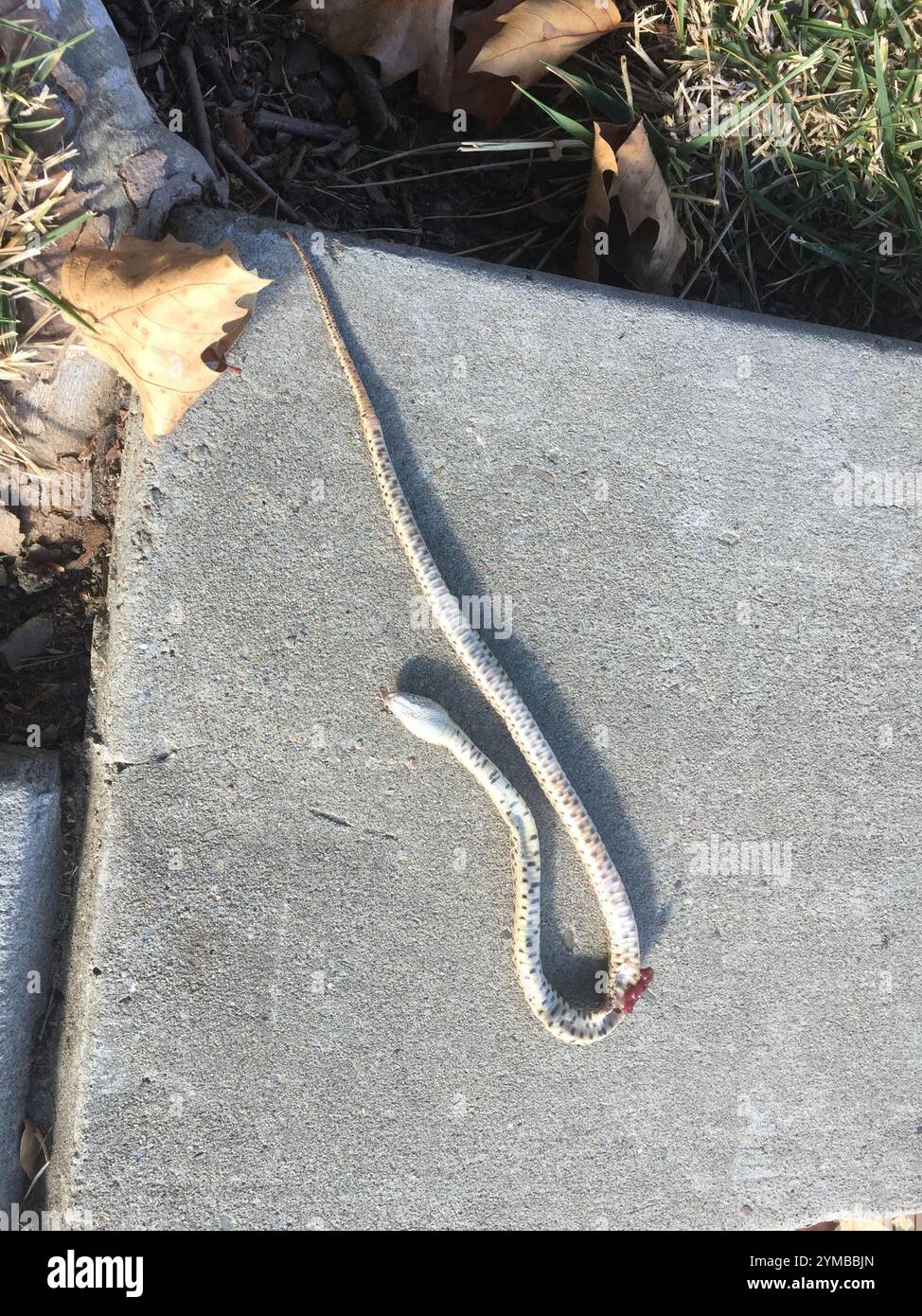 Pacific Gopher Snake (Pituophis catenifer catenifer Stock Photo - Alamy