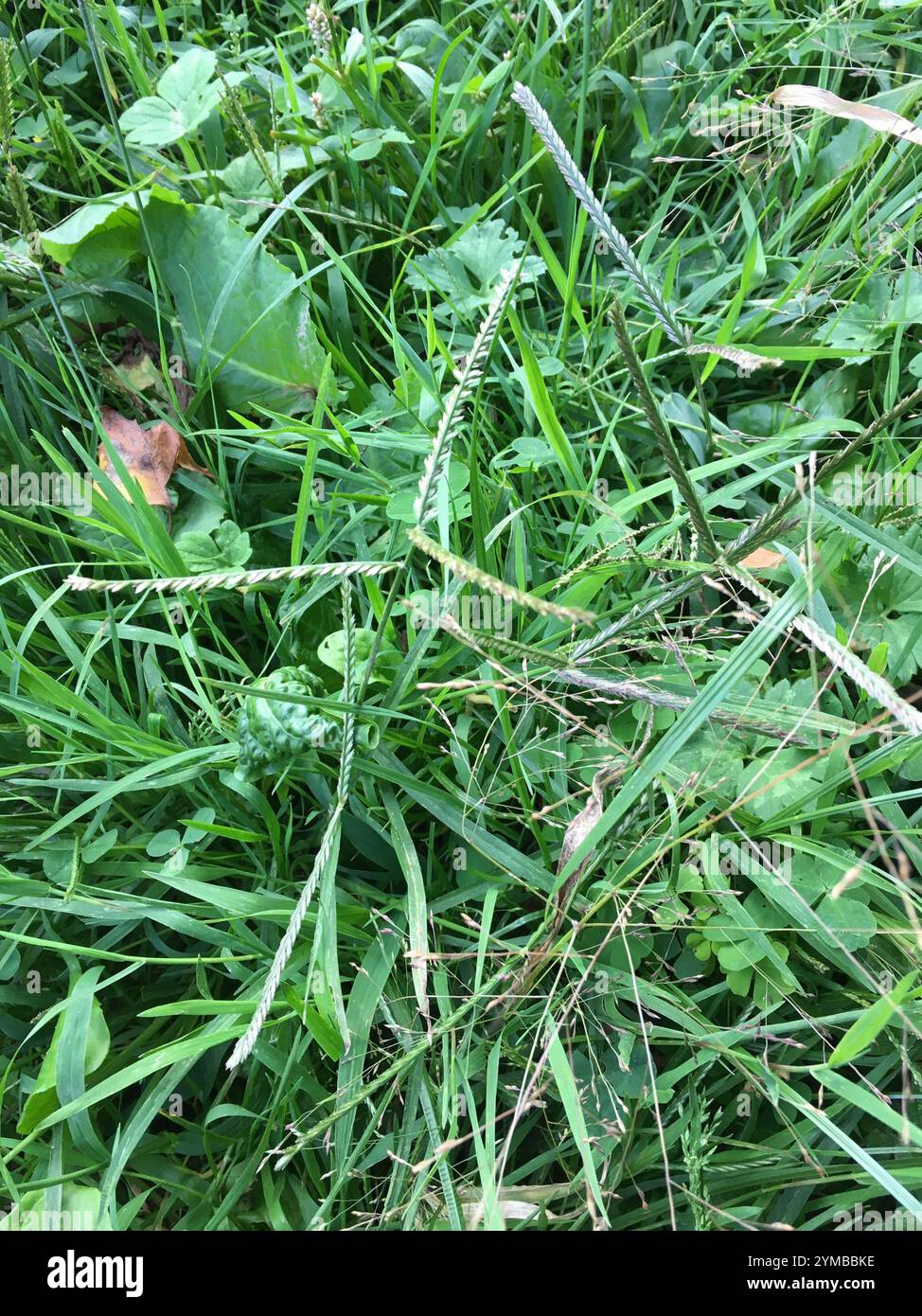 Goose Grass (Eleusine indica Stock Photo - Alamy
