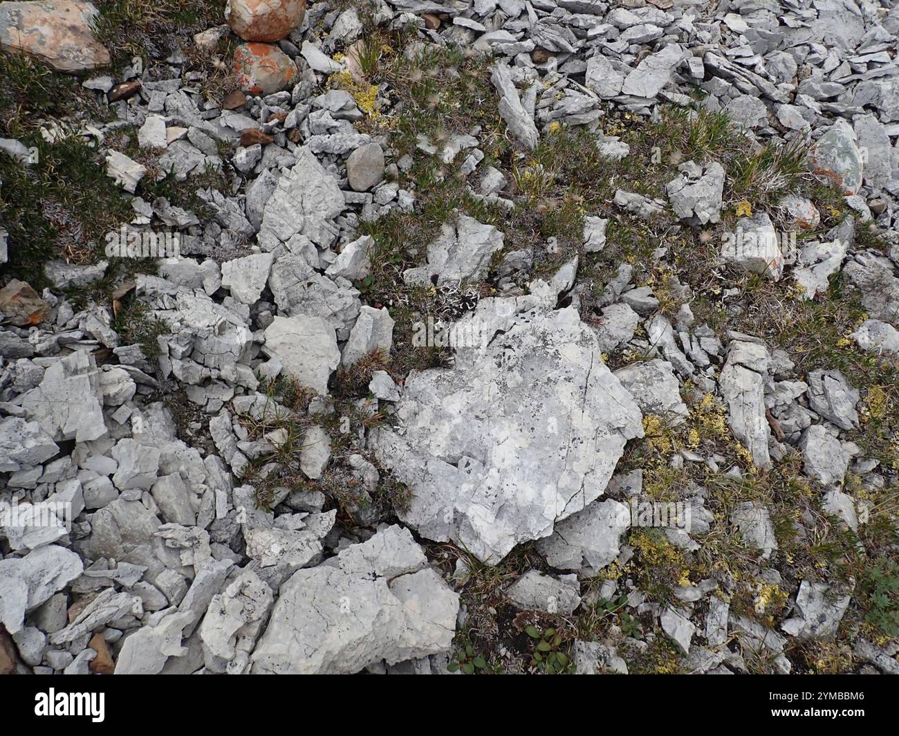 Whiteworm Lichen (Thamnolia vermicularis Stock Photo - Alamy