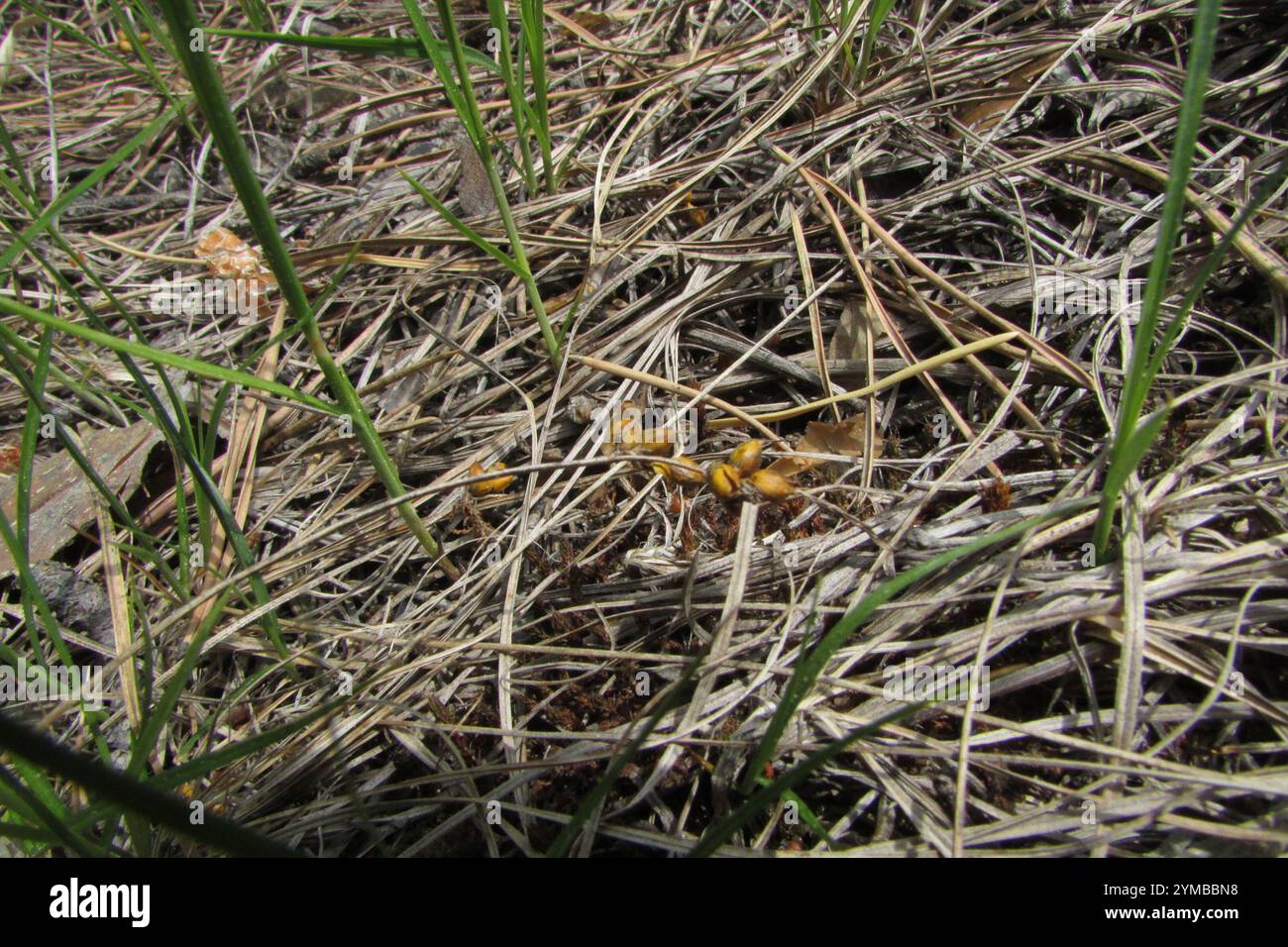 Weak arctic hi-res stock photography and images - Alamy