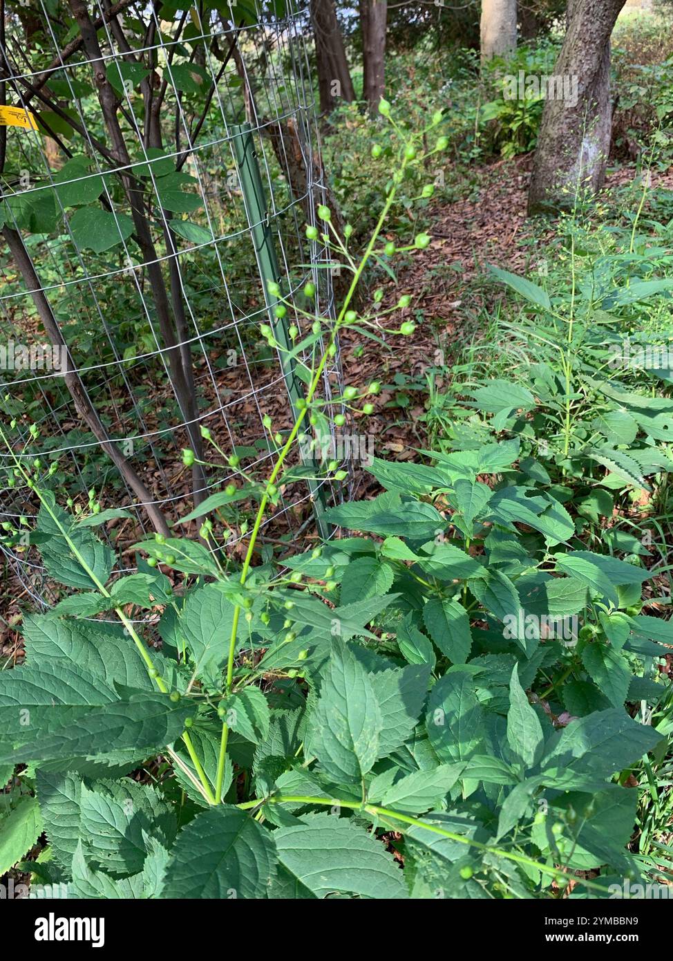 late figwort (Scrophularia marilandica Stock Photo - Alamy
