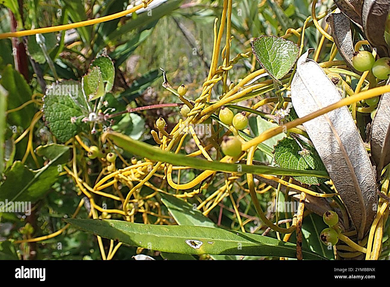 Dodder Laurels (Cassytha Stock Photo - Alamy