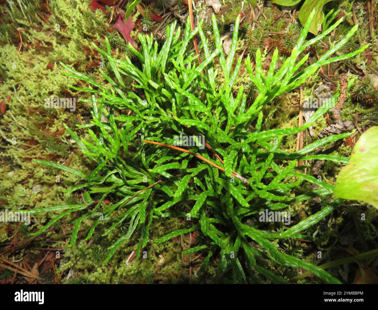 Northern ground cedar hi-res stock photography and images - Alamy